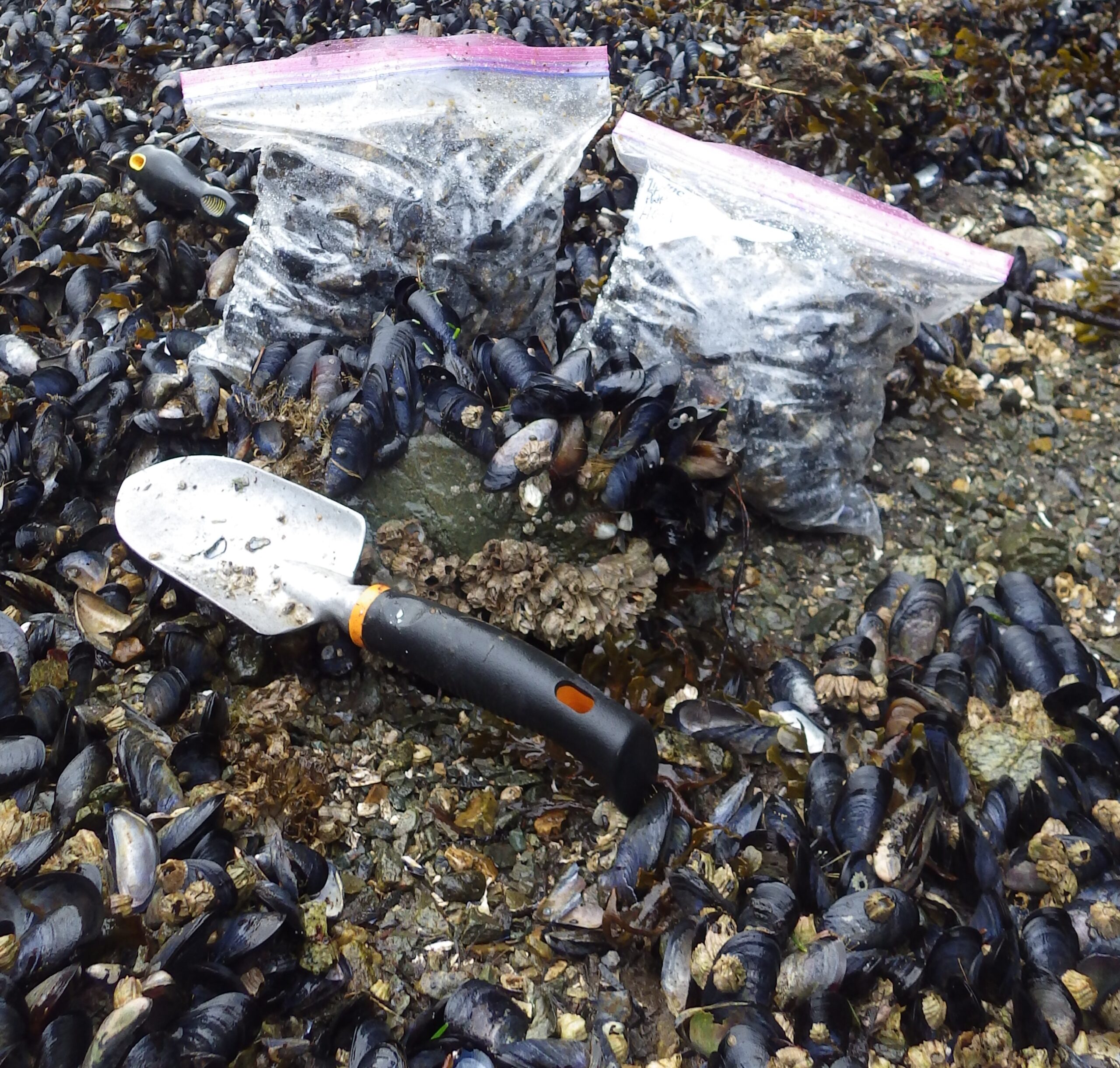 Renewed support for ocean conservation from EarthSoft - Ocean Wise