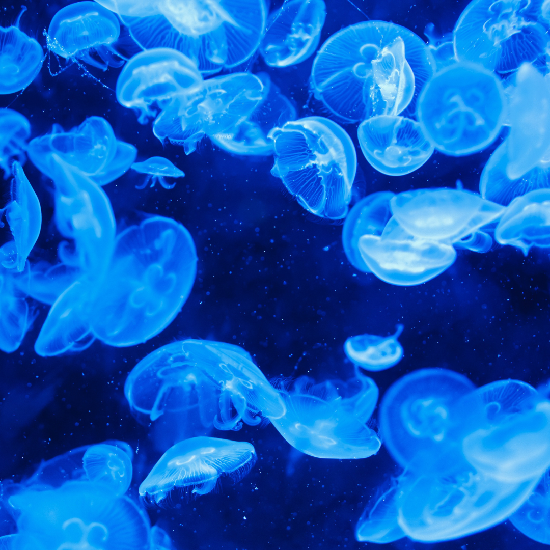Deep Dive into Ocean Education: ProD for Educators & Change Makers ...