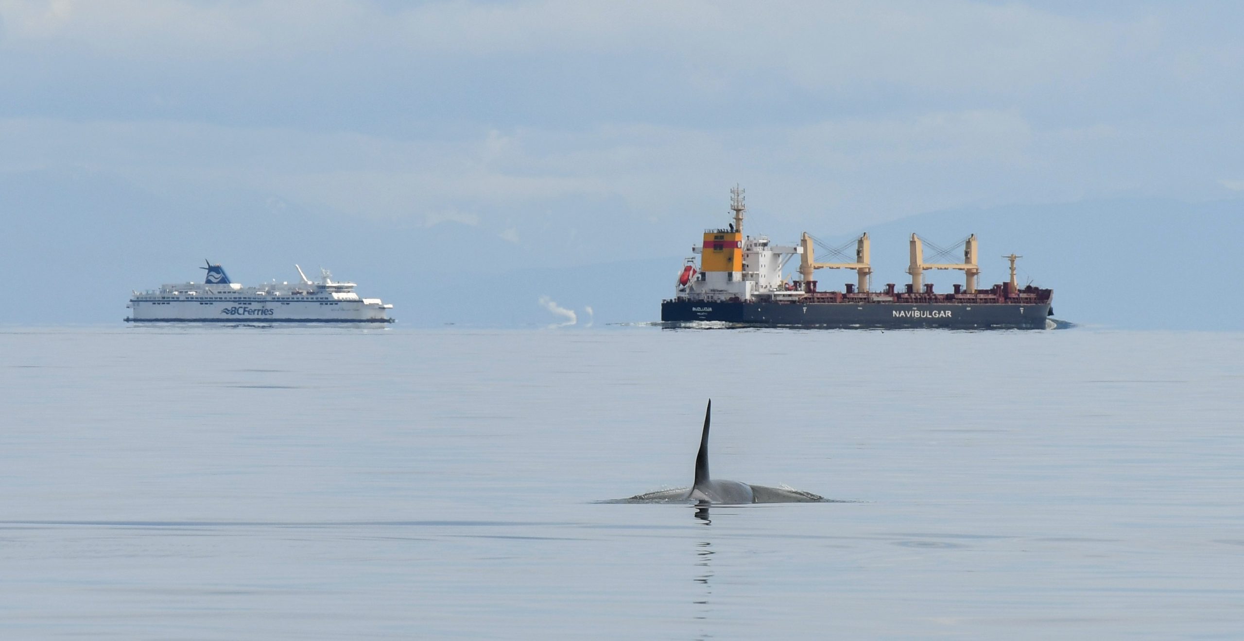 Whale Report Alert System - Ocean Wise
